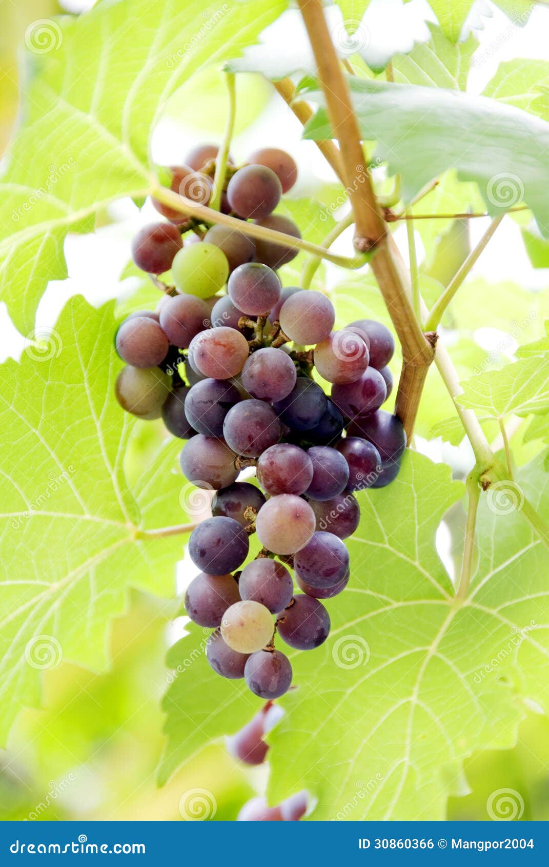 Grape vine stock photo. Image of nature, hang, tree, food - 30860366