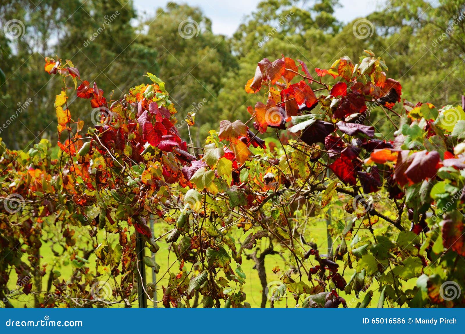 Grape Vine Close-up Red Leaves Stock Photo - Image of wine, australia ...