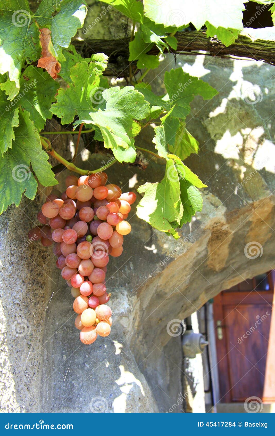 Grape on Vine in Front of an Old House Stock Photo - Image of object ...