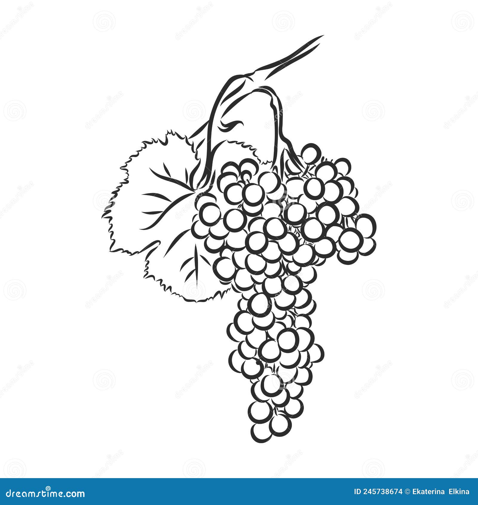 Grape Vine Illustration. Grapes, Vector Sketch Illustration ...