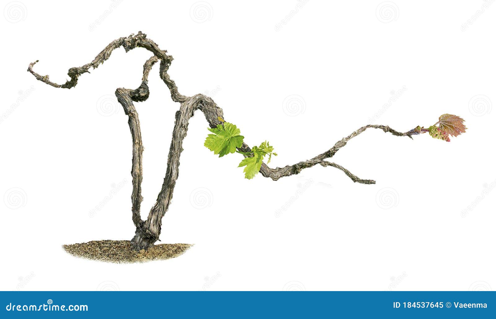 Grape Vine Isolated on White Stock Image - Image of grape, close: 184537645