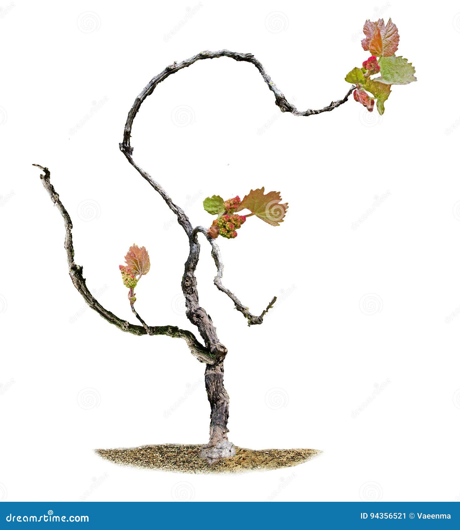 Grape Vine Isolated on White Stock Image - Image of white, leaf: 94356521