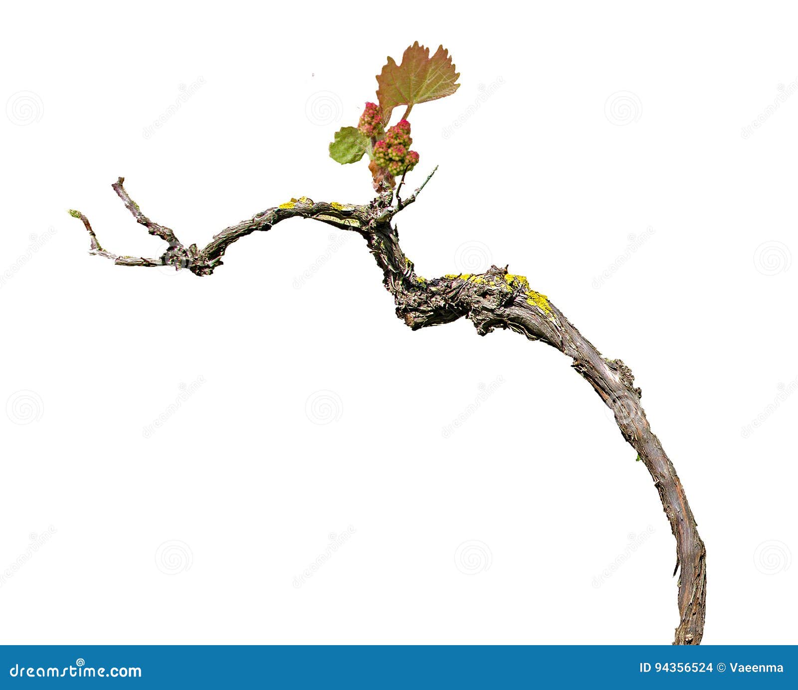 Grape Vine Isolated on White Stock Photo - Image of closeup, grape ...