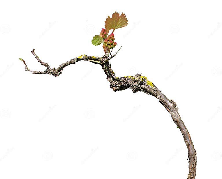 Grape Vine Isolated on White Stock Photo - Image of closeup, grape ...