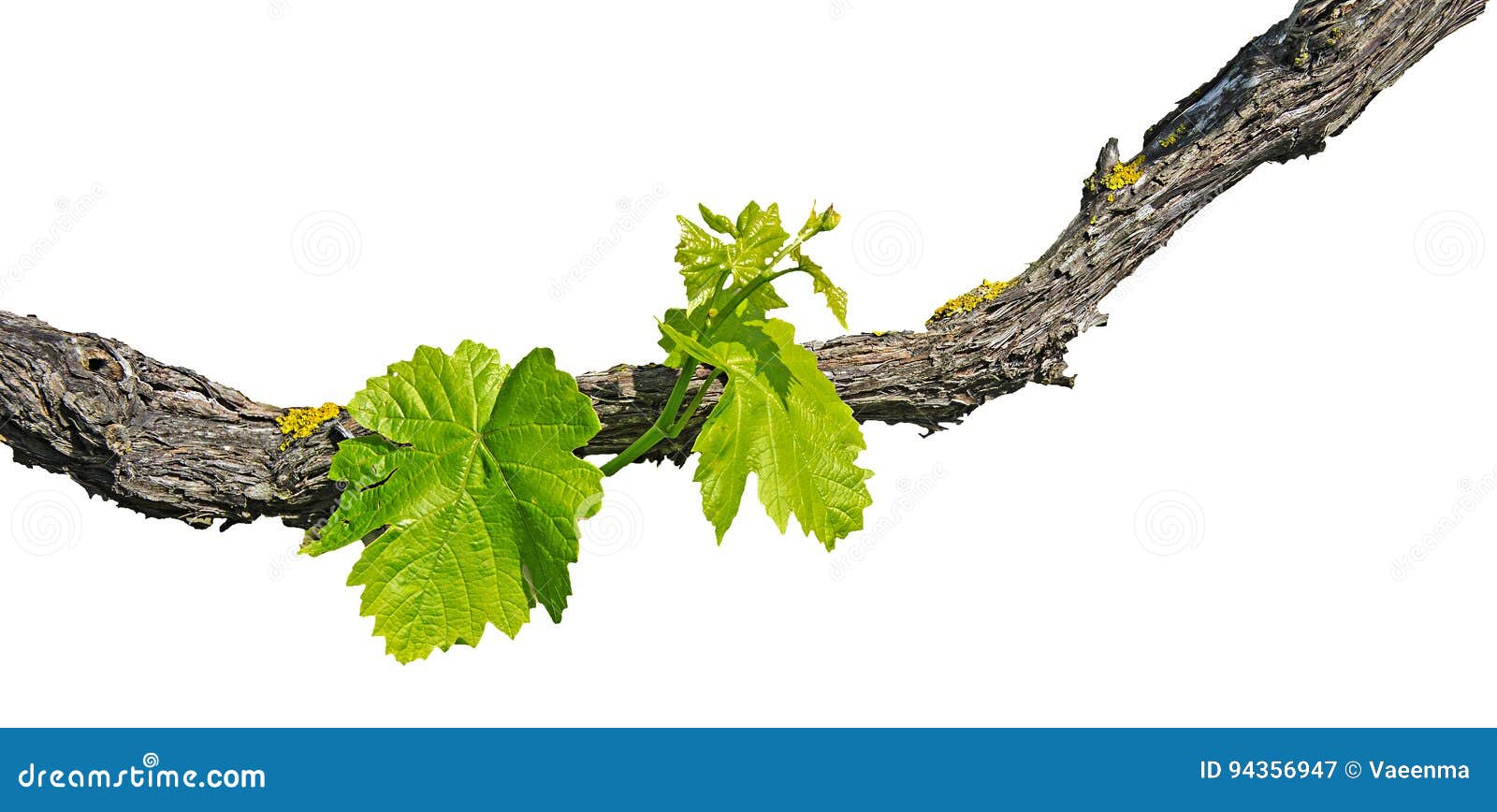 Grape Vine Plant On The Wooden Log Wall Royalty-Free Stock Image ...