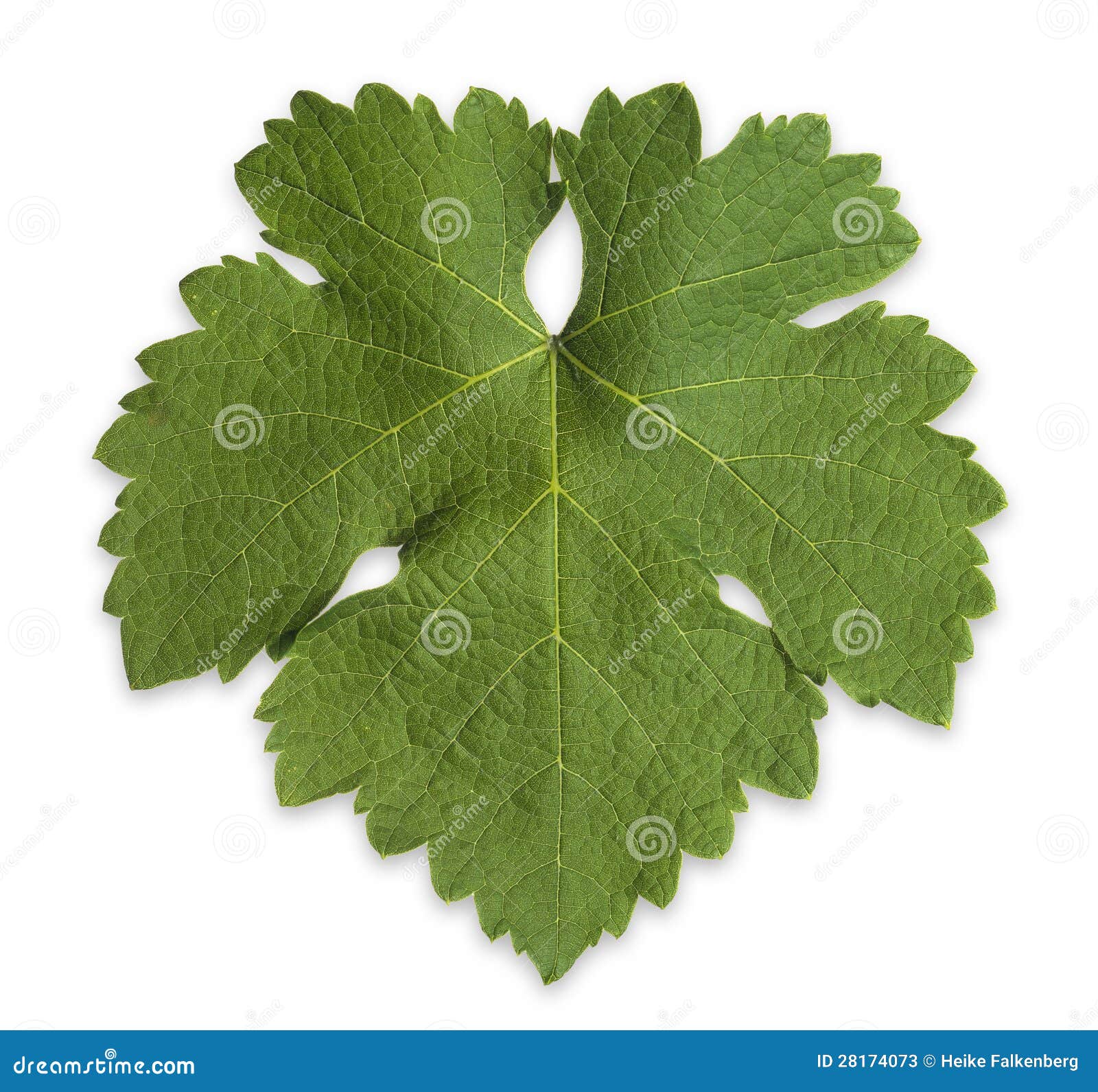 Grape Vine Leaf stock image. Image of white, freshness - 28174073
