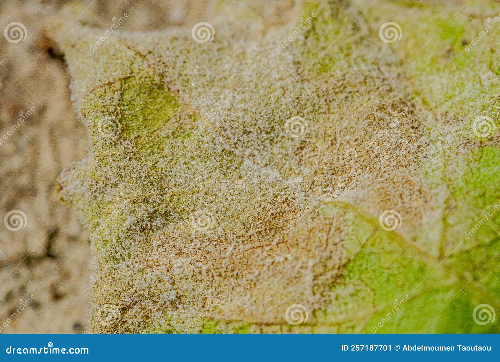 Downy Mildew Disease of Vine Stock Image - Image of crop, infection ...