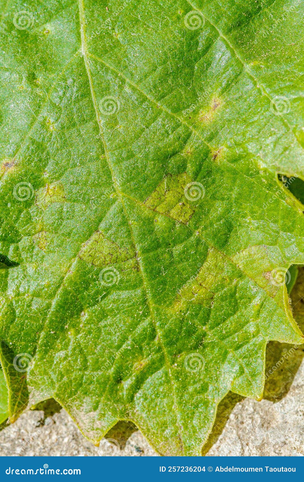 Downy Mildew Disease of Vine Stock Photo - Image of infect, attacked ...
