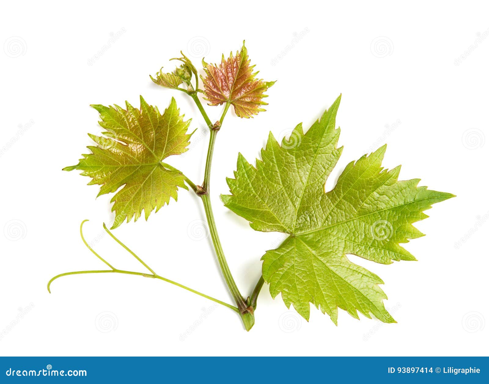 Grape Vine Leaf Isolated White Background Stock Photo - Image of ...