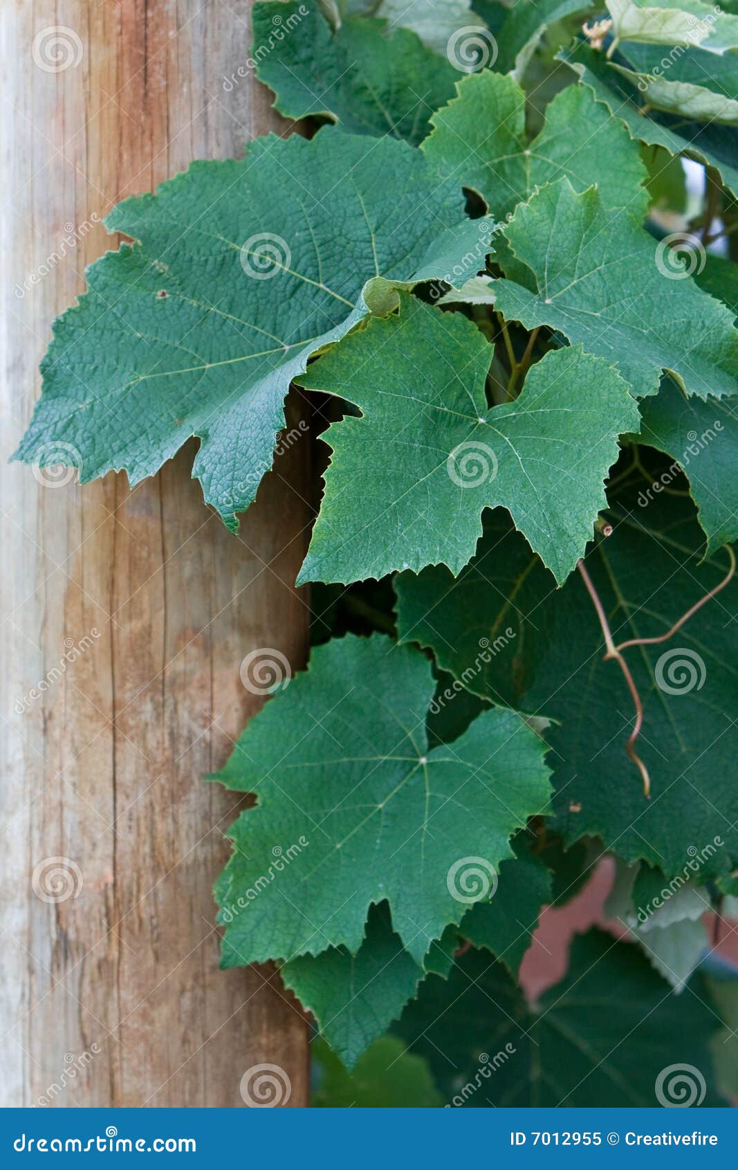 Grape Vine Leaves stock image. Image of natural, vineyard - 7012955