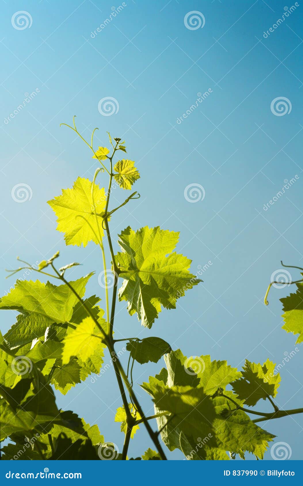 Vine Leaves Affected By Insects From The Phylloxeridae Family. Grape ...