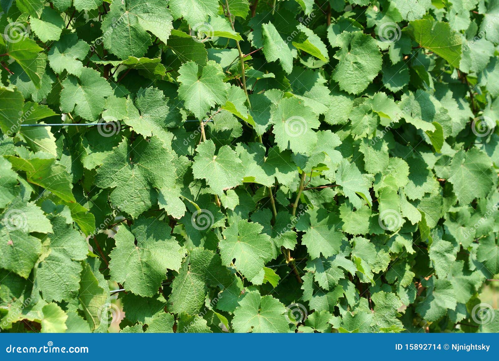 Grape Vine Leaves Background Stock Photo - Image of branch, background ...