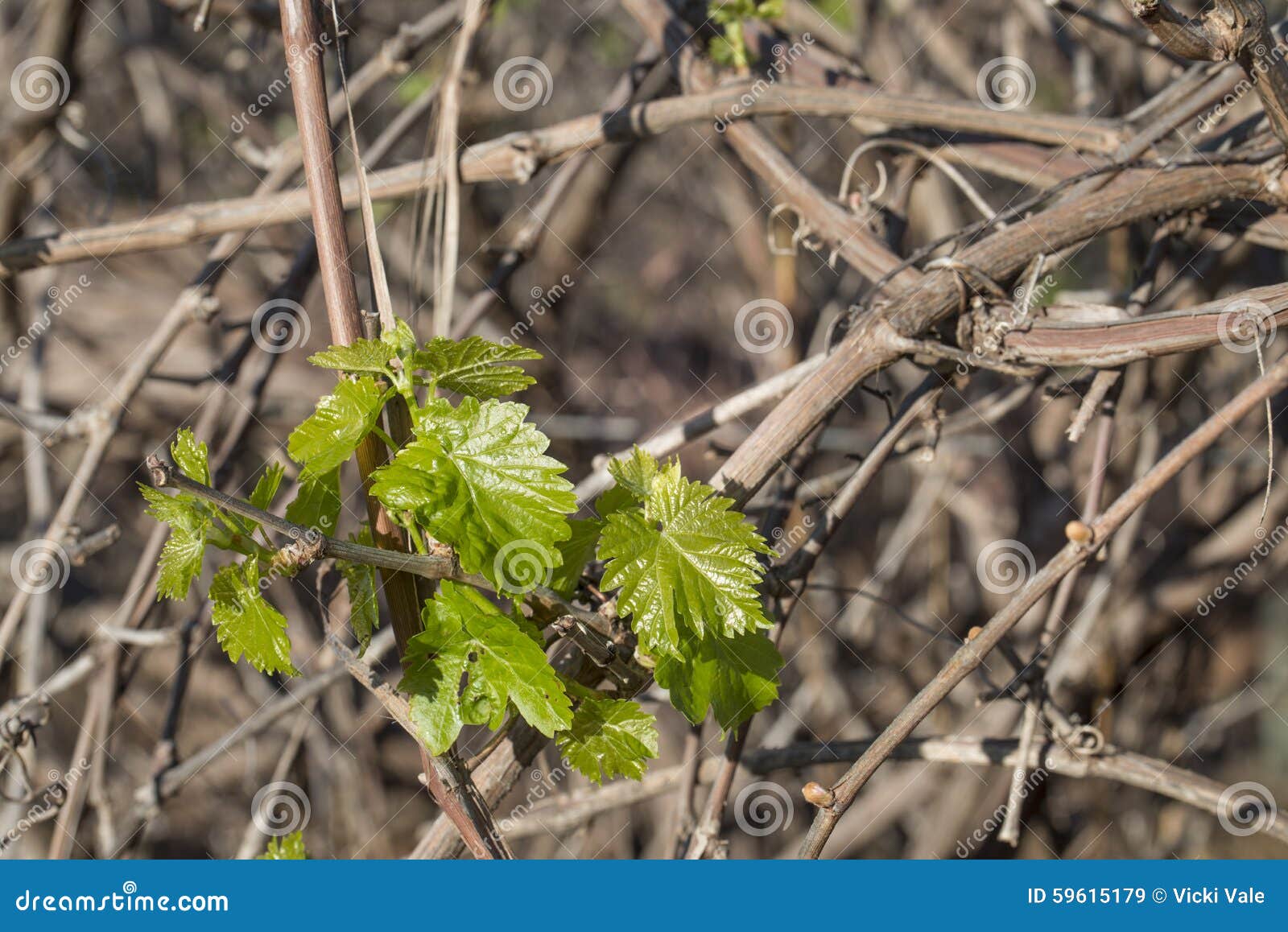 Grape vine Leaves Canes stock image. Image of detail - 59615179