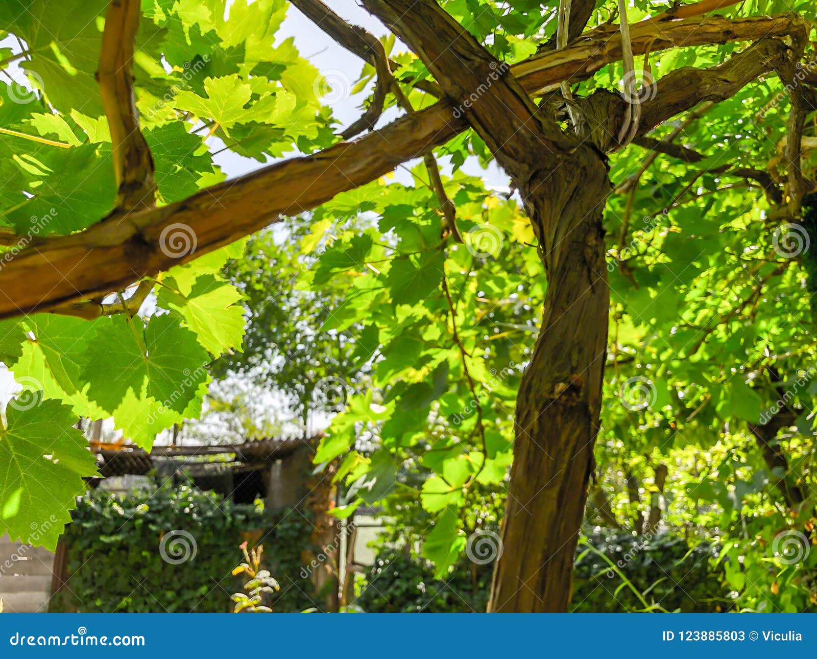 Grape Vine, Grape Leaves, Grapes in the Spring in a City Yard on a ...
