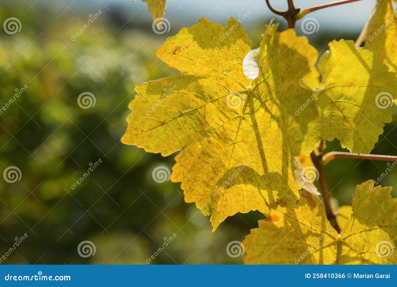 Grape Vine Leaves in Orchard Stock Photo - Image of plant, summer ...