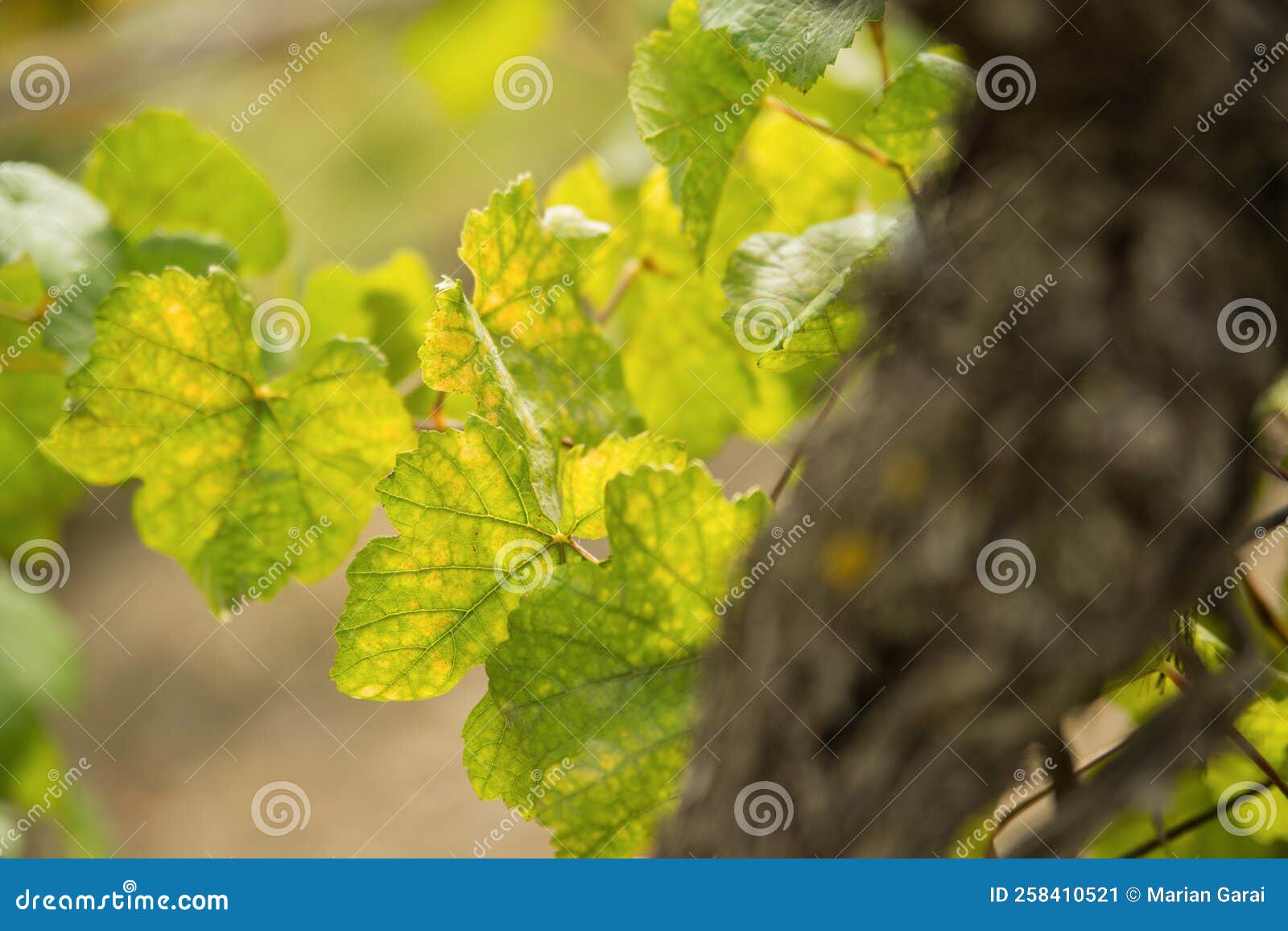 Grape Vine Leaves in Orchard Stock Image - Image of leaves, season ...