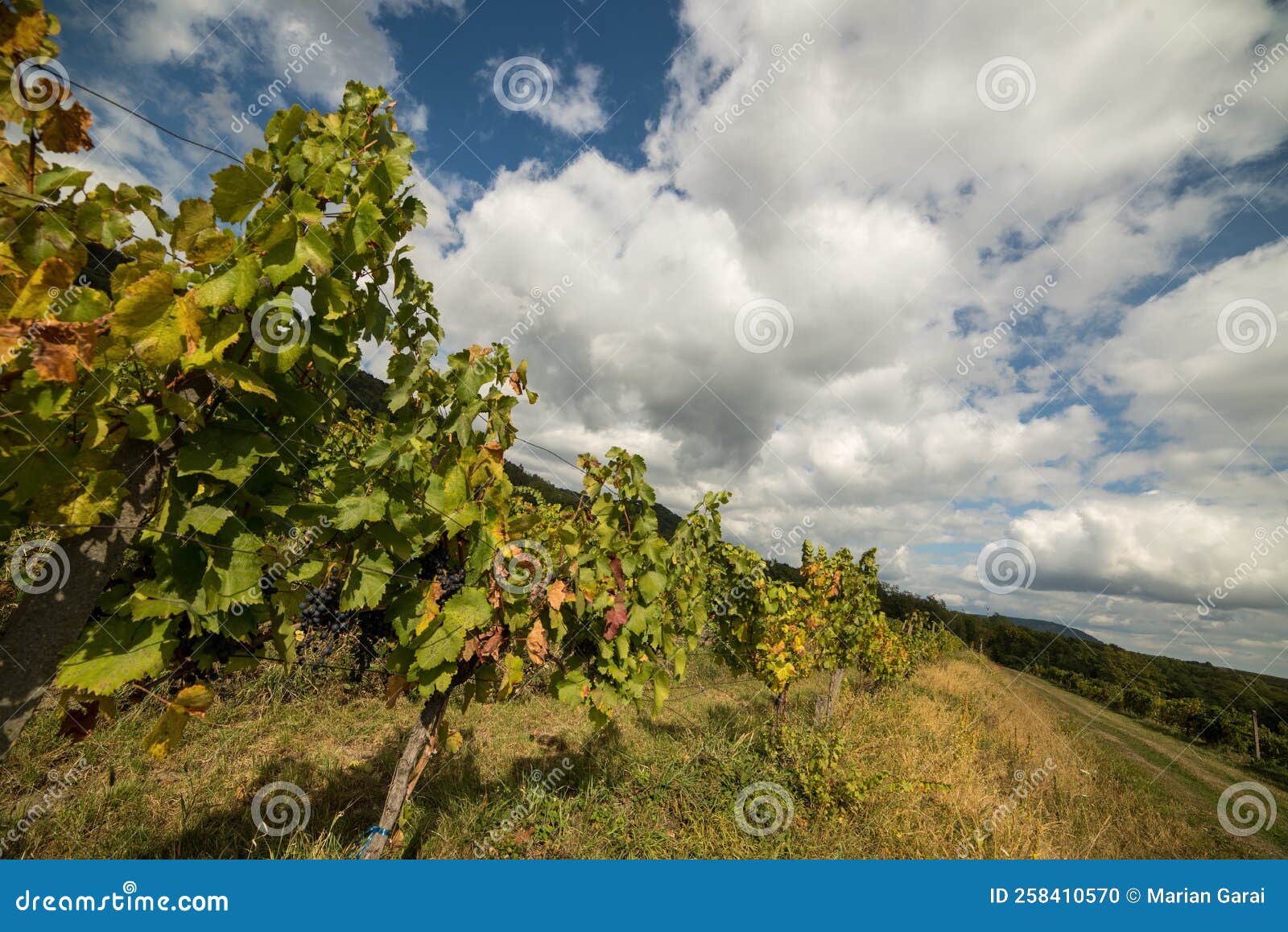 Grape Vine Leaves in Orchard Stock Photo - Image of flora, summer ...