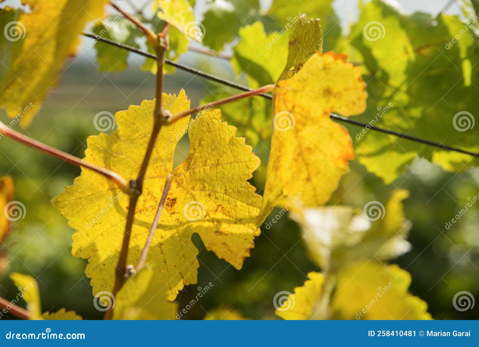 Grape Vine Leaves in Orchard Stock Image - Image of green, wine: 258410481