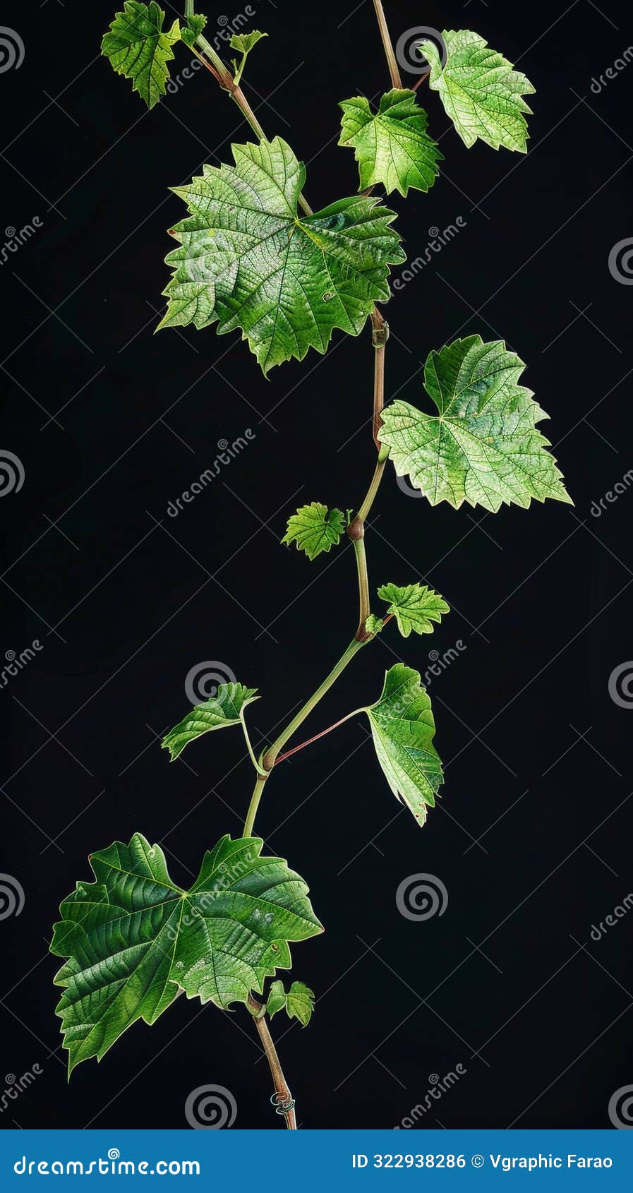 Grape Vine Leaves on a Vertical Stem Against a Black Background Stock ...