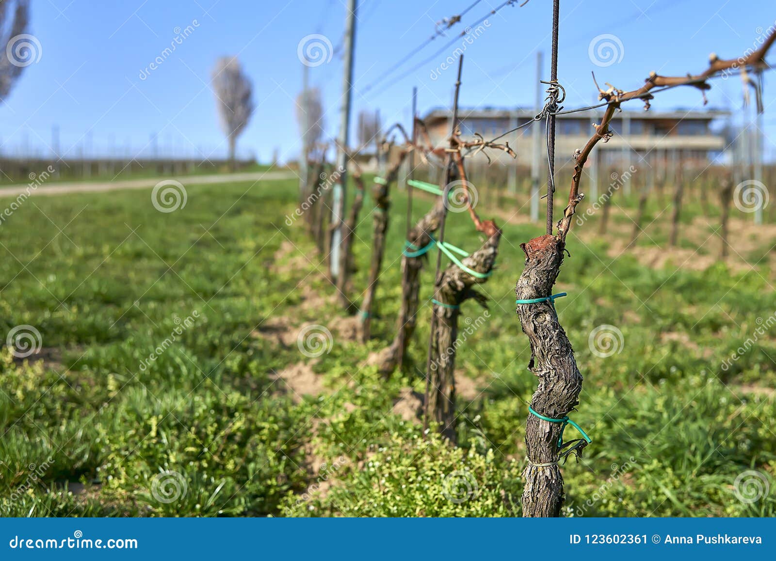 Grape Vine Lines in Vinery in the Begining of Spring, Moravia. Stock ...