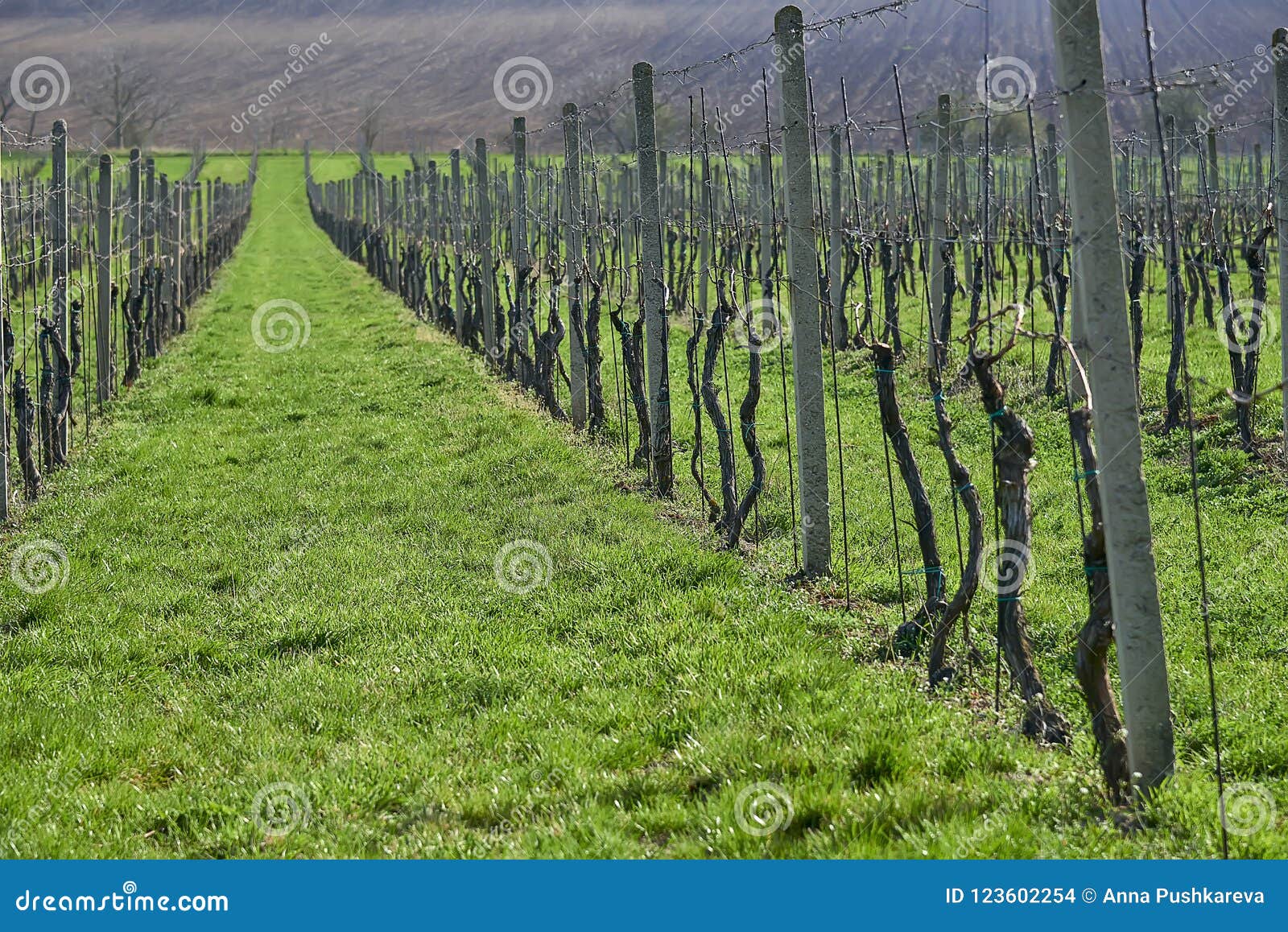 Grape Vine Lines in Vinery in the Begining of Spring, Moravia. Stock ...