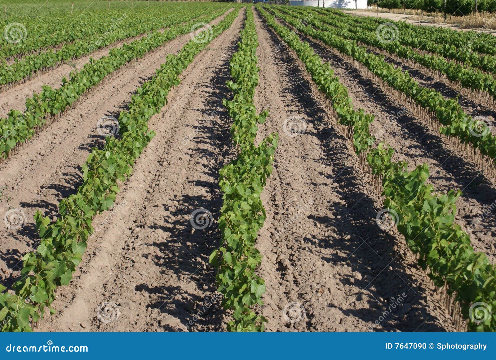 Grape vine nursery stock photo. Image of leaves, paarl - 7647090