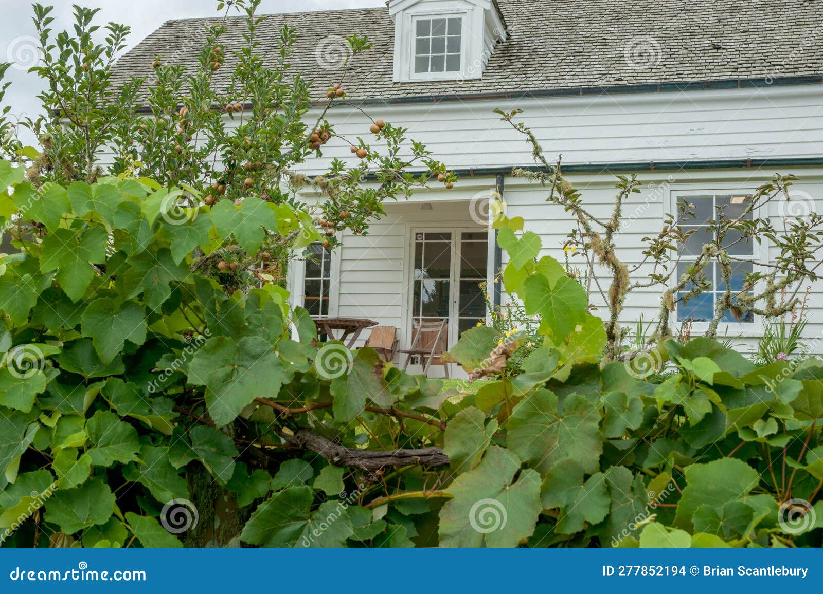 Grape Vine and Old Apple Tree in Front of White Wooden Cottage Stock ...