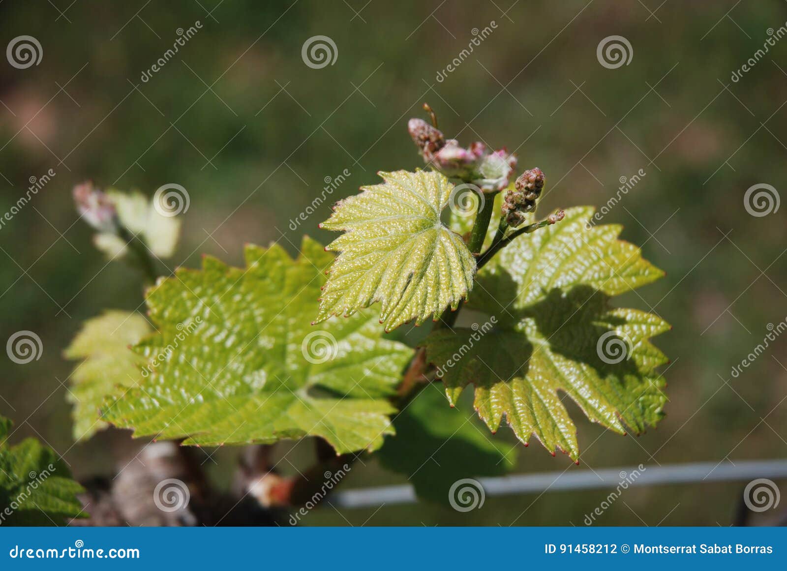 Grape vine stock photo. Image of countryside, starting - 91458212