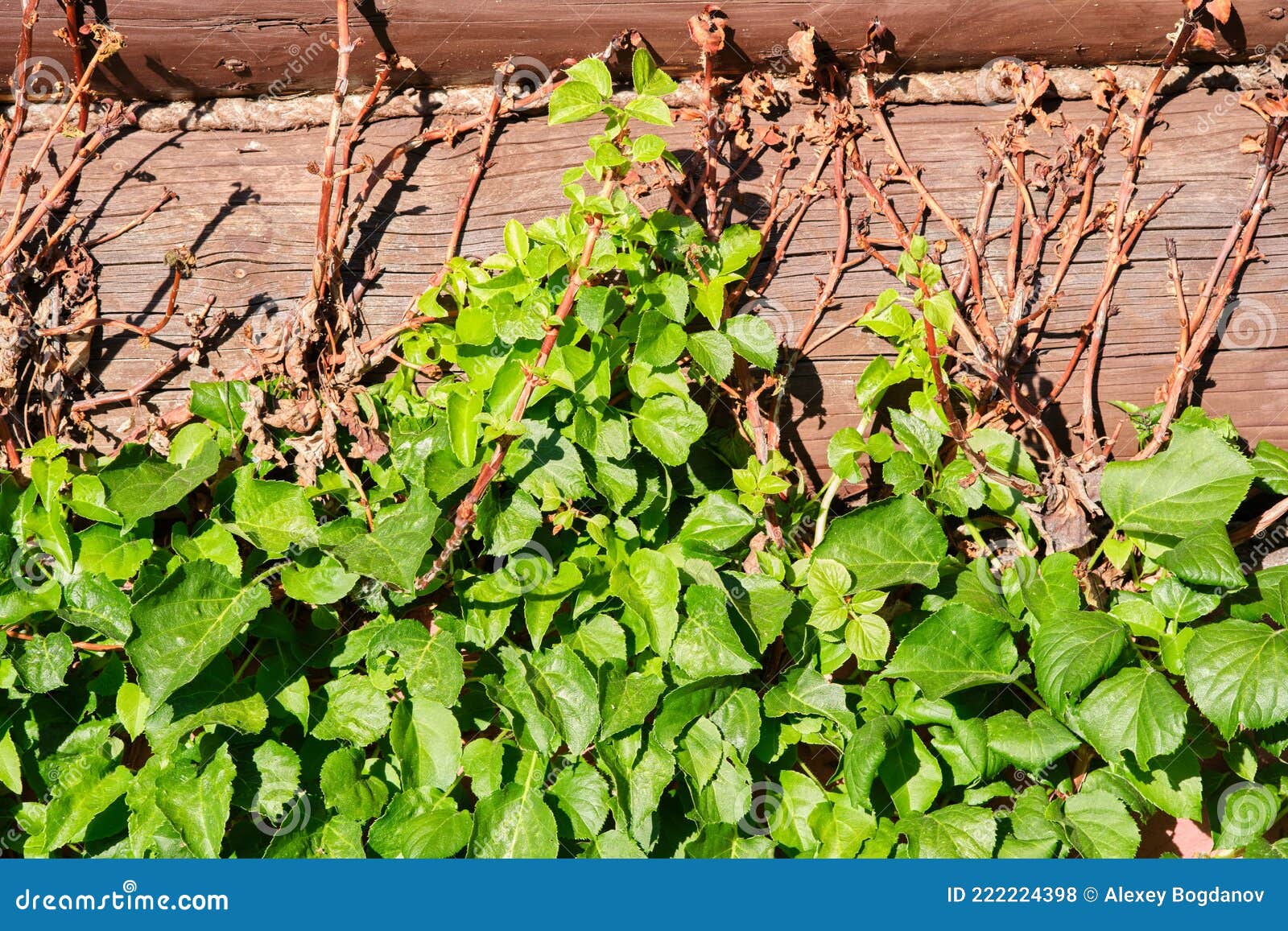 Grape Vine Plant On The Wooden Log Wall Royalty-Free Stock Image ...