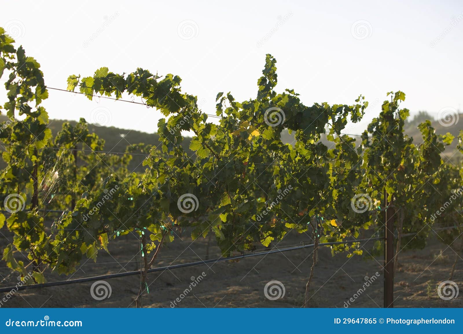 Grape Vine Plantations on a Wire Fence Stock Image - Image of harvest ...