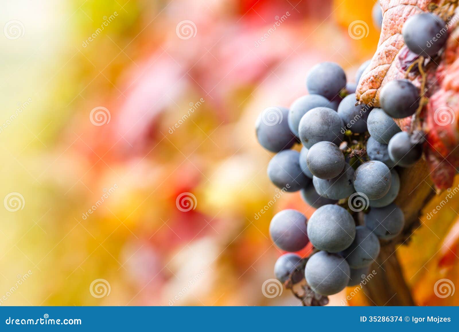 Grape on vine stock photo. Image of close, beauty, black - 35286374