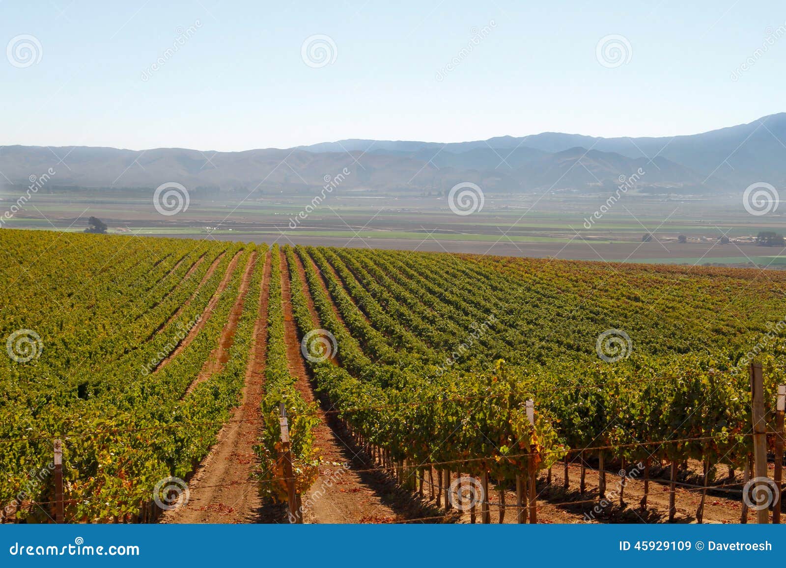 Grape Vine Rows in a Calif Vineyard Stock Image - Image of field, fruit ...