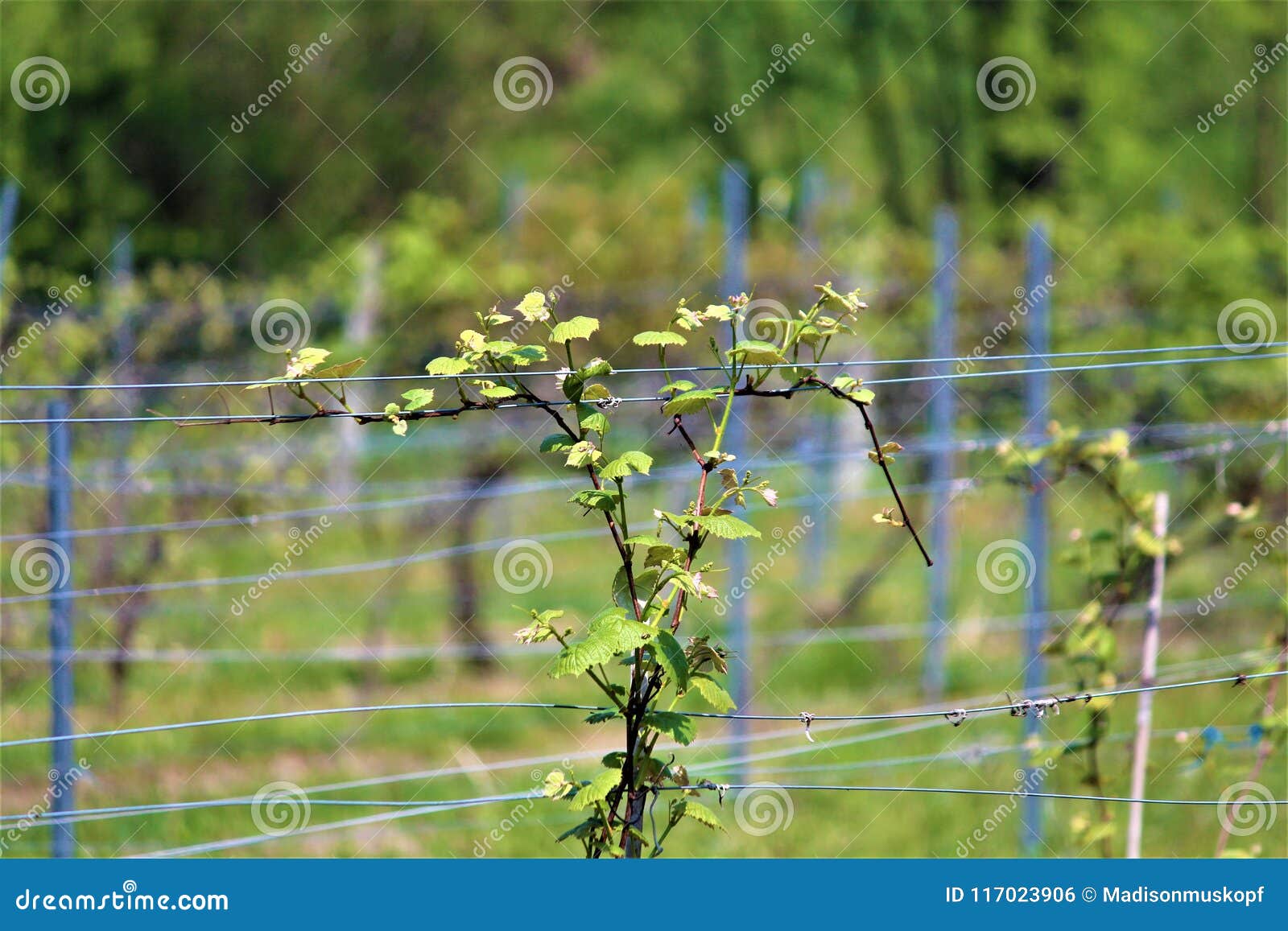 Flowering Grape Vine stock photo. Image of countryside - 117023906