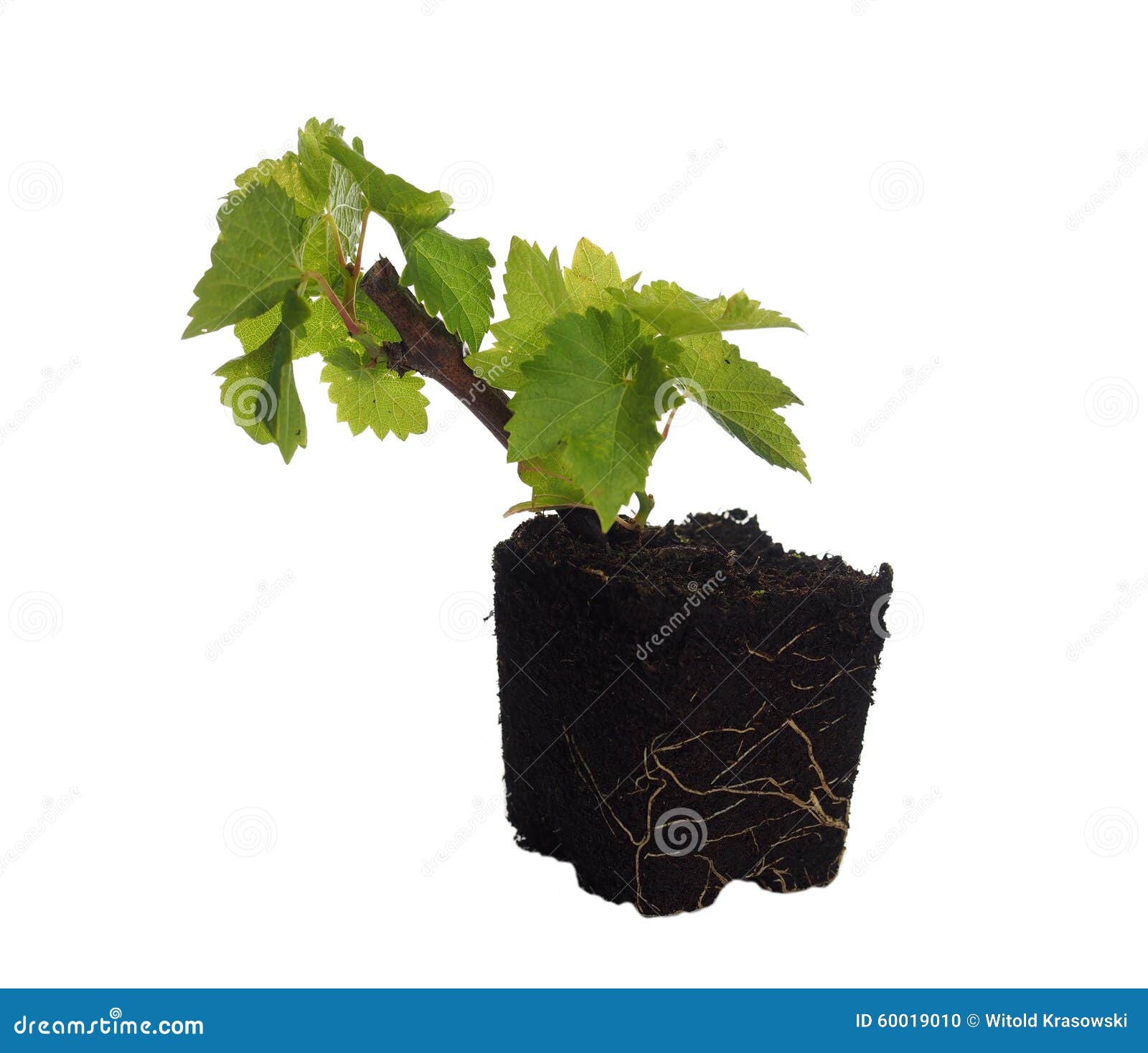 677 Grape Vine Seedling Photos - Free & Royalty-Free Stock Photos from ...
