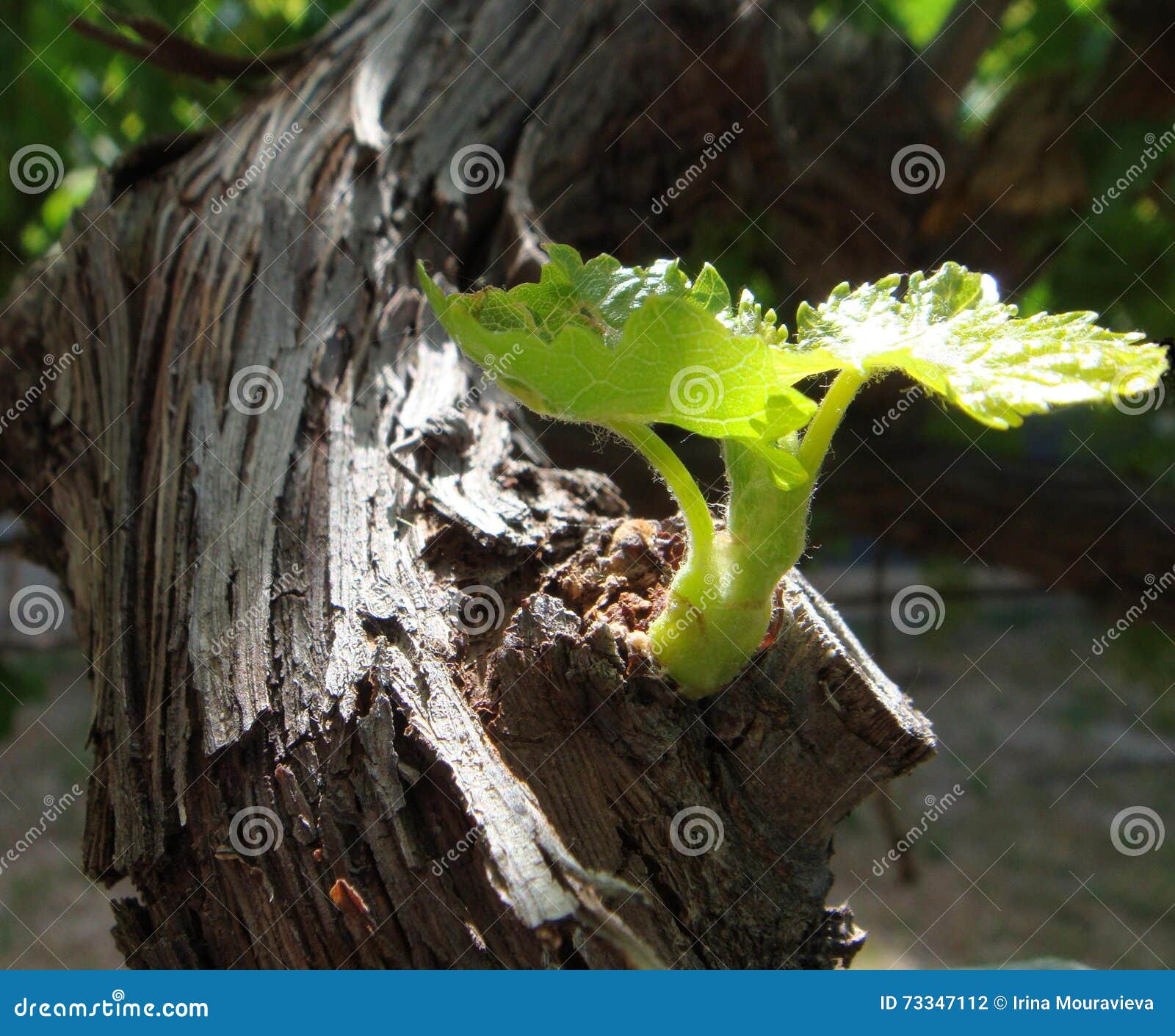 Grape vine shoot stock photo. Image of wine, buds, vine - 73347112