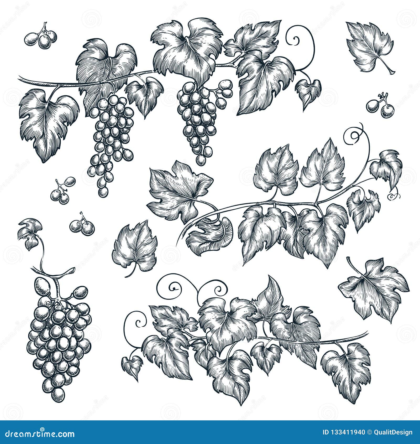 Grape Vine Sketch Vector Illustration. Hand Drawn Isolated Design ... Grape Vine Sketch Vector Illustration. Hand Drawn Isolated Design ...