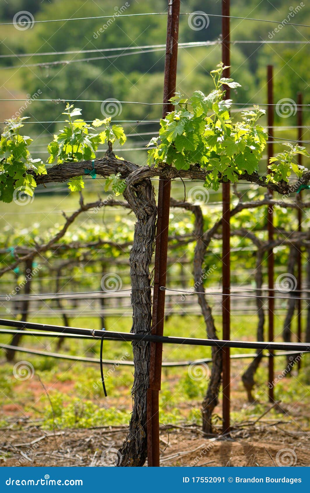 Grape Vine in Spring Napa stock image. Image of soil - 17552091