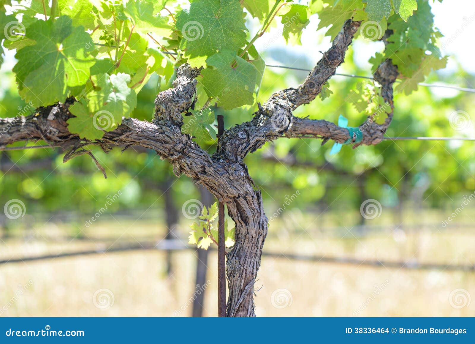 Grape Vine in Spring Napa stock photo. Image of grow - 38336464