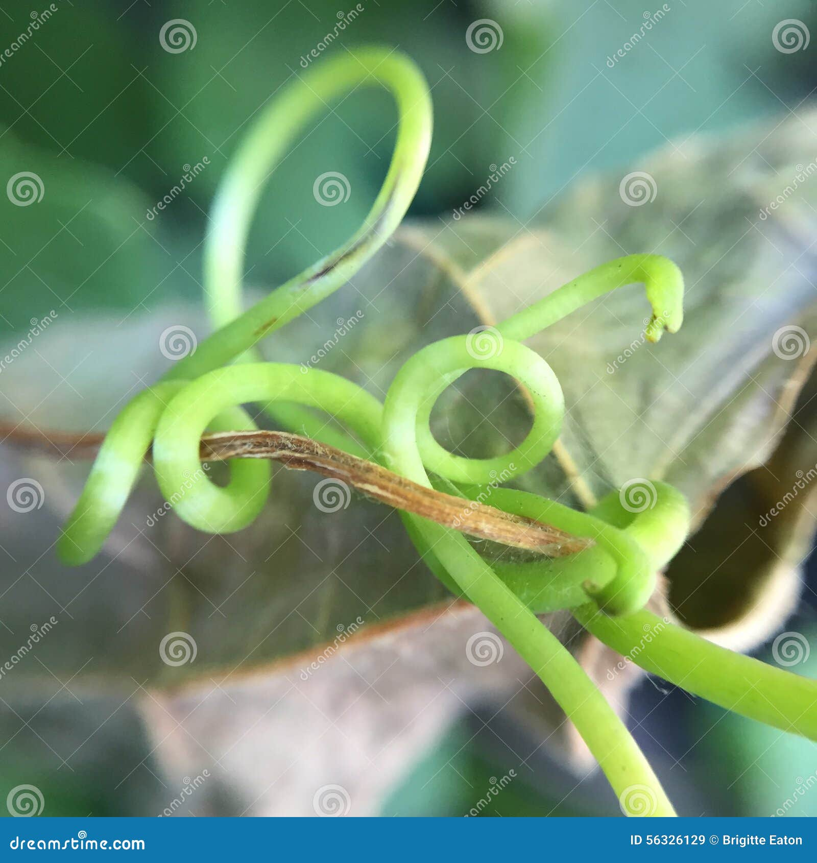 Grape Vine Green Snake