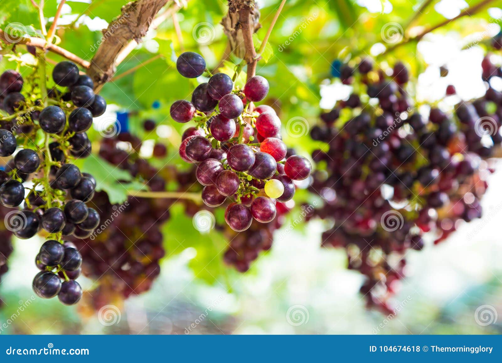 Grape on vine tree branch stock photo. Image of closeup - 104674618