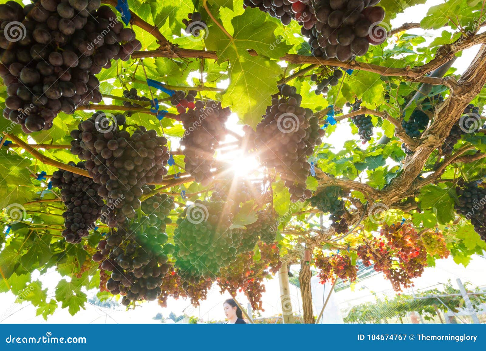 Grape on vine tree branch stock image. Image of nature - 104674767