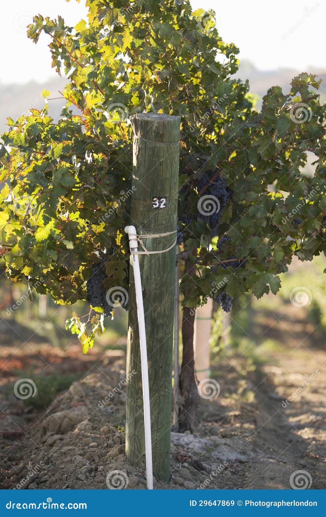 Grape Vine on Wire Fence stock image. Image of vineyard - 29647869