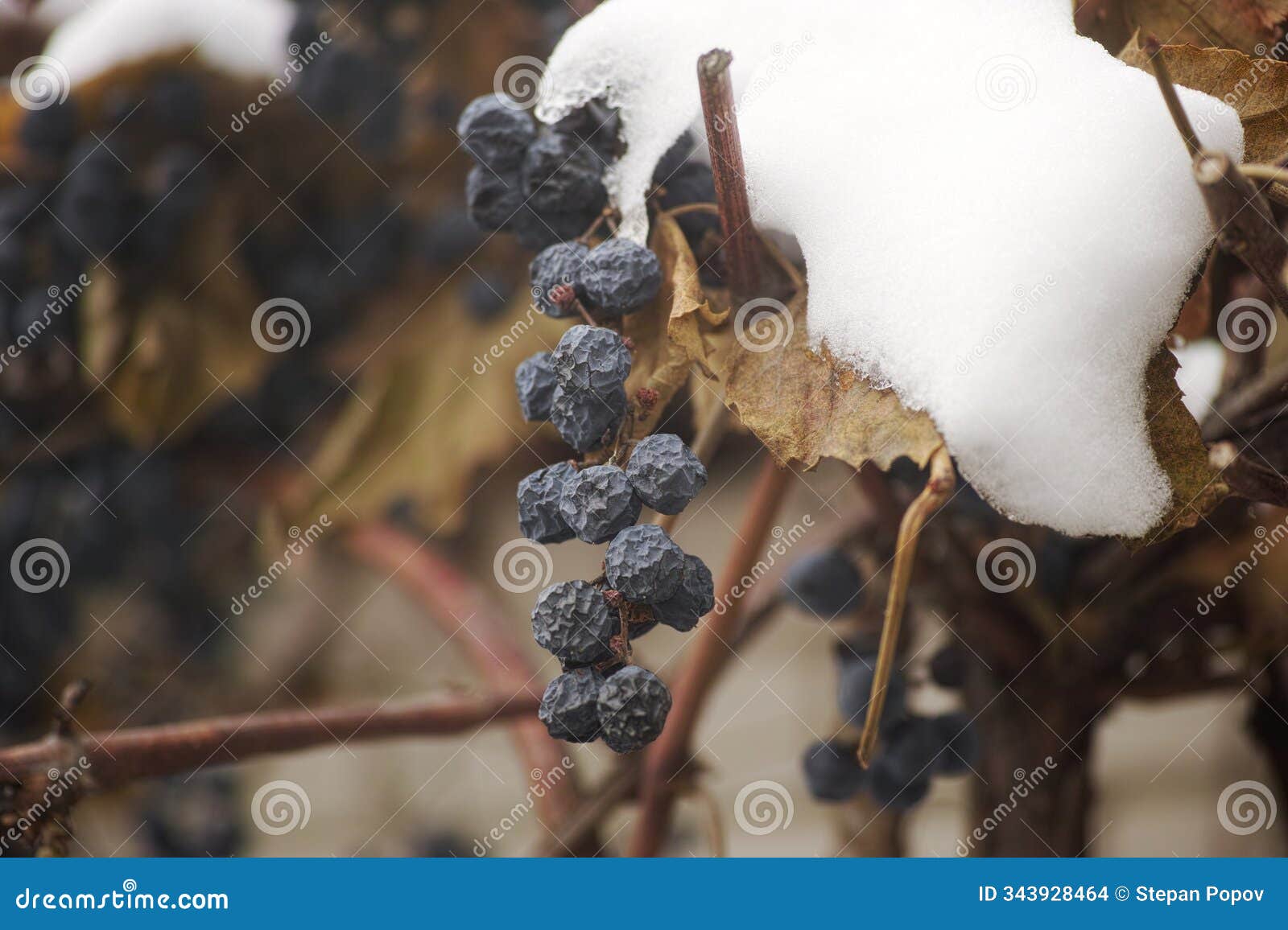A Grape Vine with Withered Blue Grapes on it during Winter. Stock Photo ...