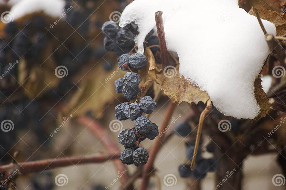 A Grape Vine with Withered Blue Grapes on it during Winter. Stock Photo ...