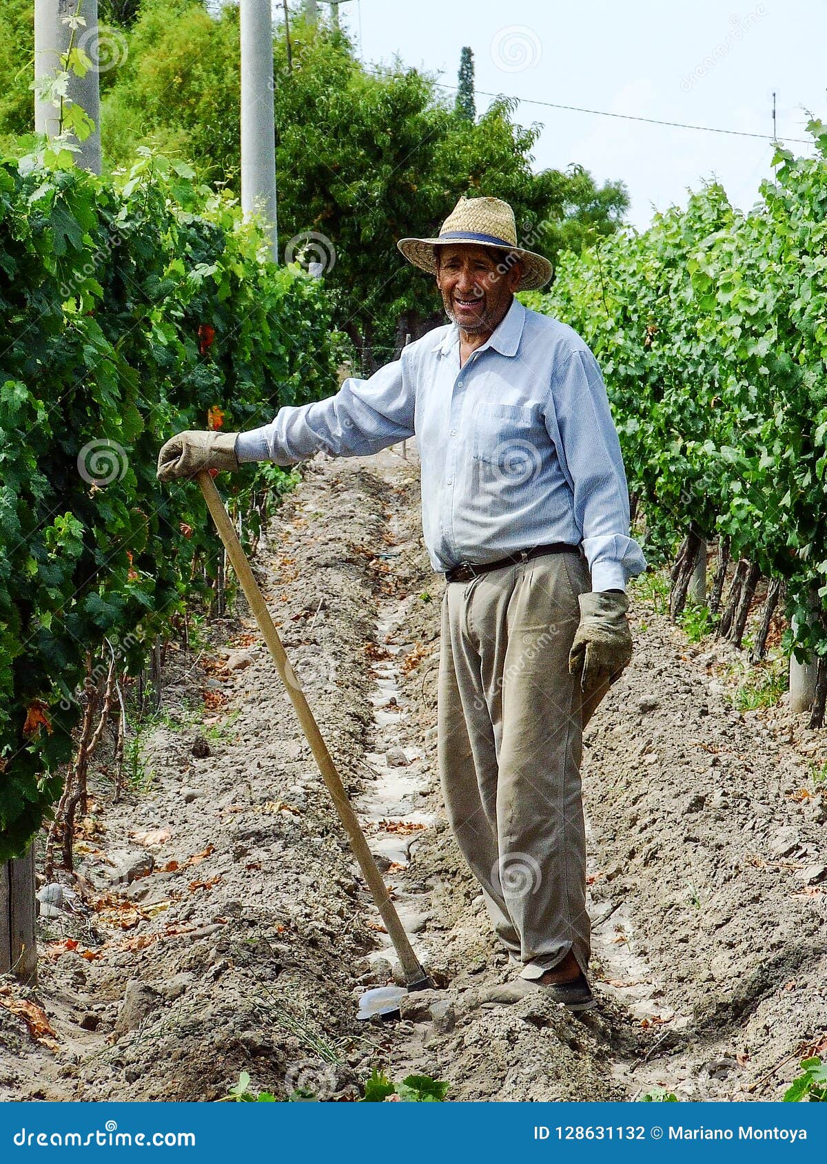 Grape vine worker editorial photography. Image of vine - 128631132