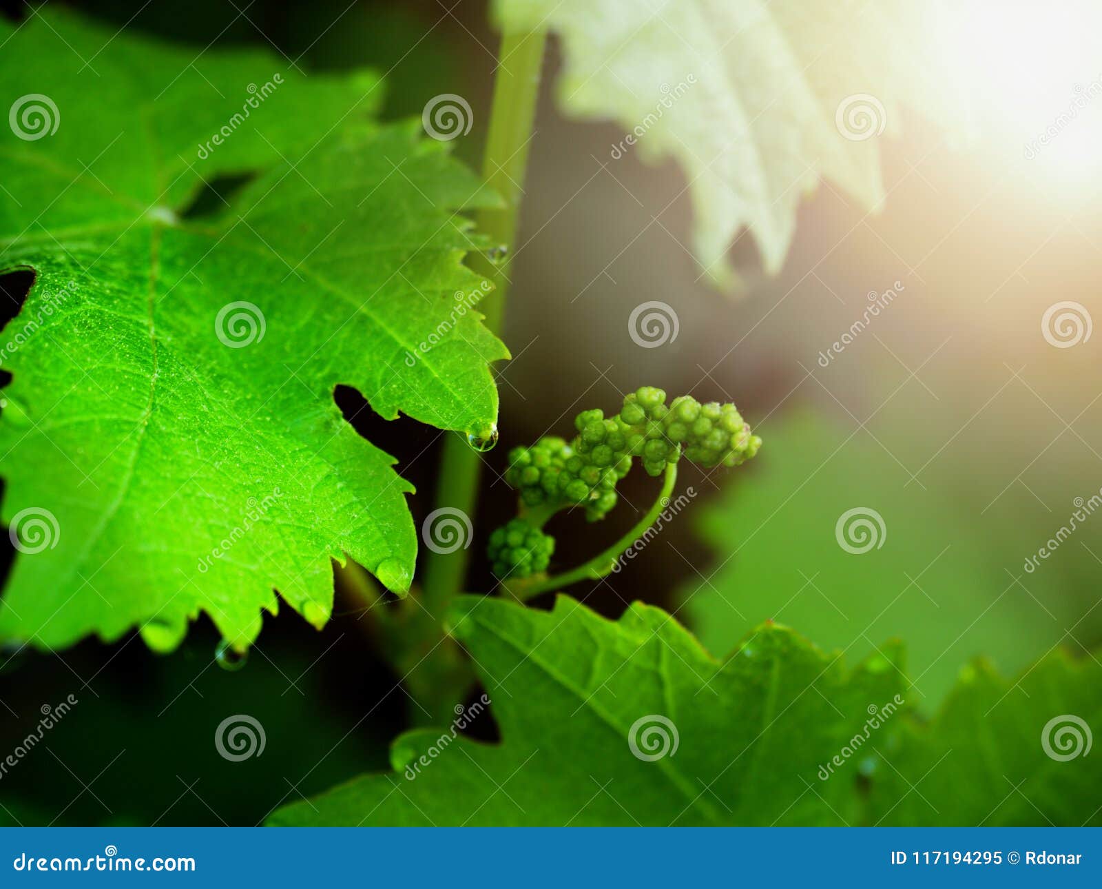 Grape Vine with Young Leaves and Buds Blooming on a Grape Vine in the ...