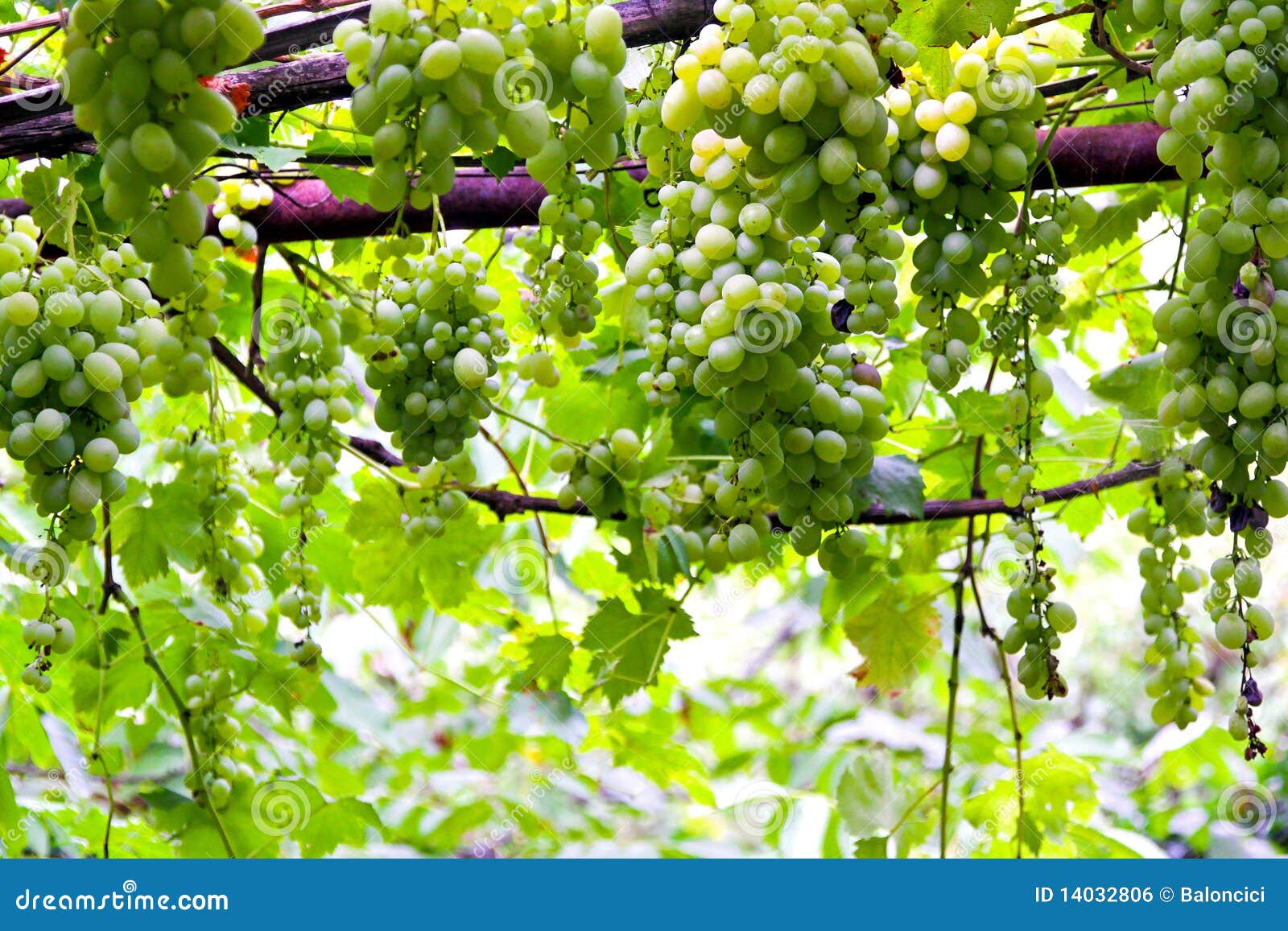 Grape vinery stock photo. Image of growing, nature, vineyard - 14032806