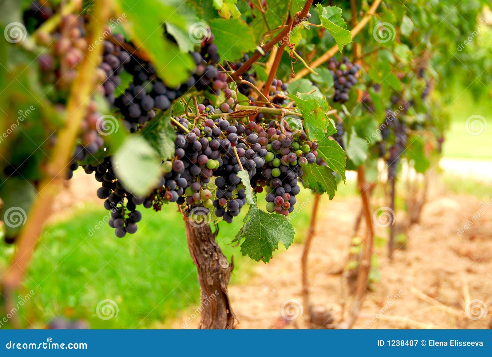 Grape vines stock image. Image of grapes, fields, grow - 1238407