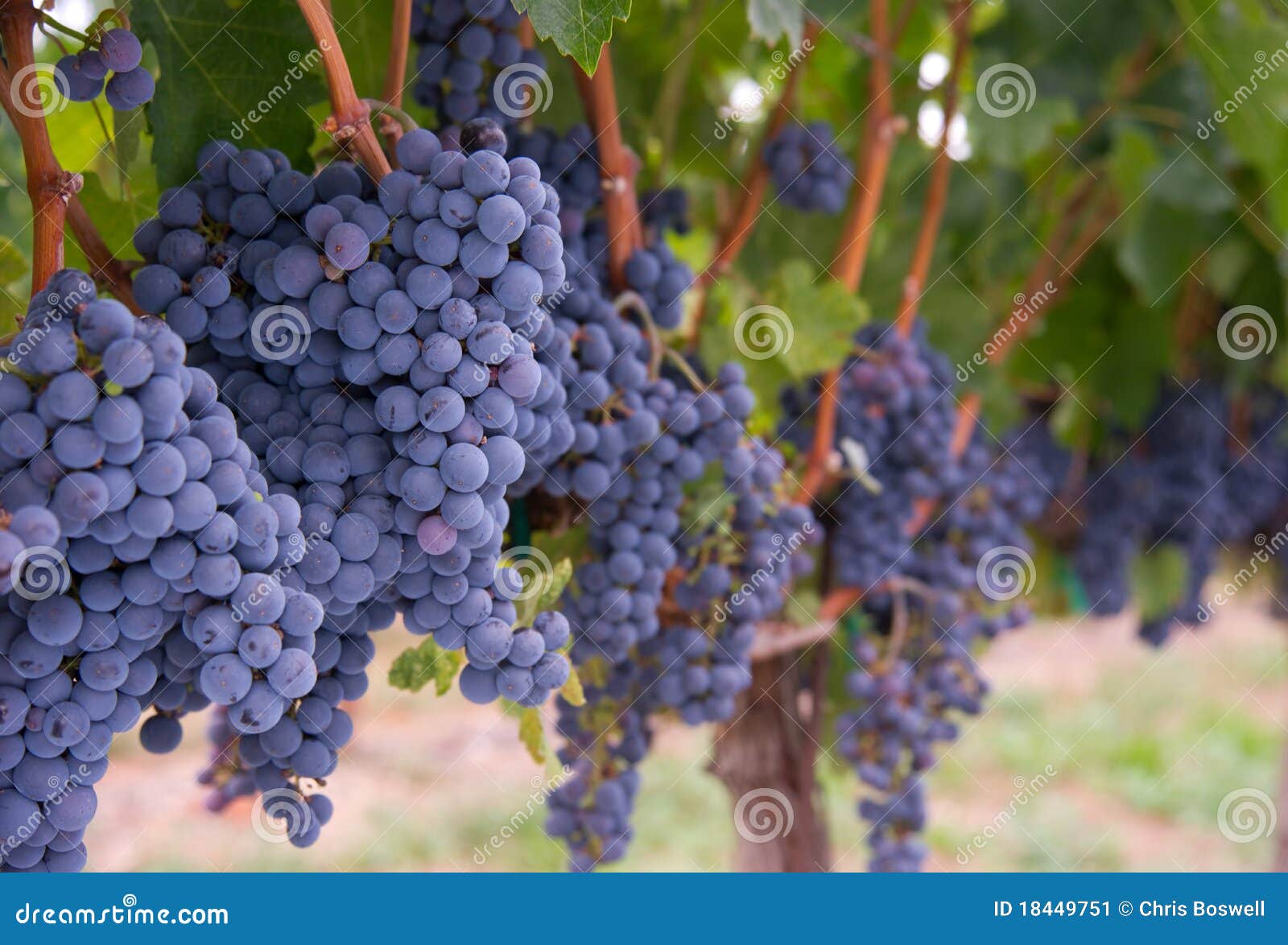 Lush Farm Grapevine Harvest Ready Vineyard Grapes Stock Image - Image ...
