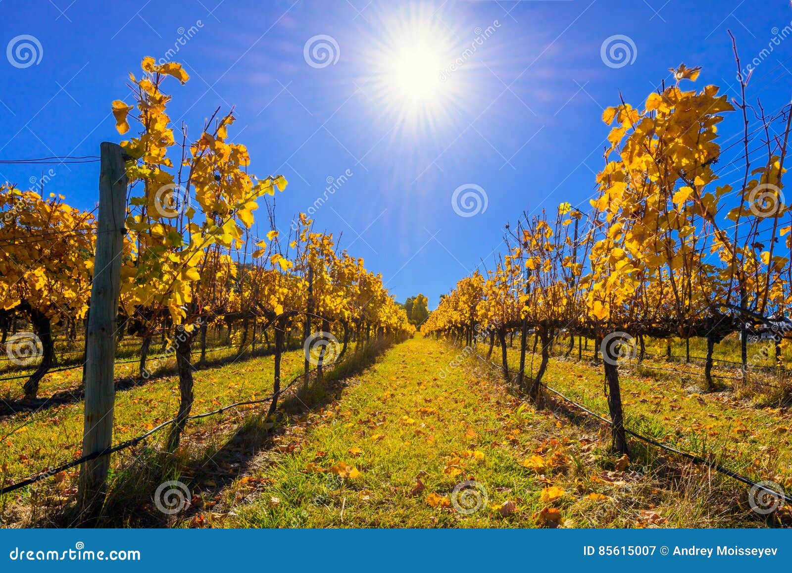Grape vines in autumn stock image. Image of autumn, foliage - 85615007